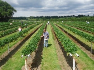 More info - Parkside Farm Pick Your Own (pyo) fruit and vegetables